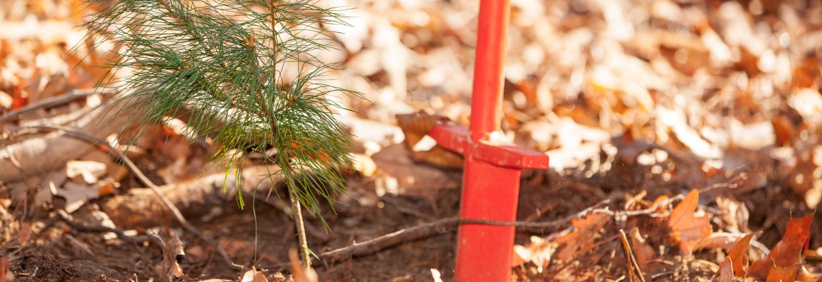 Financials | Triangle Community Foundation